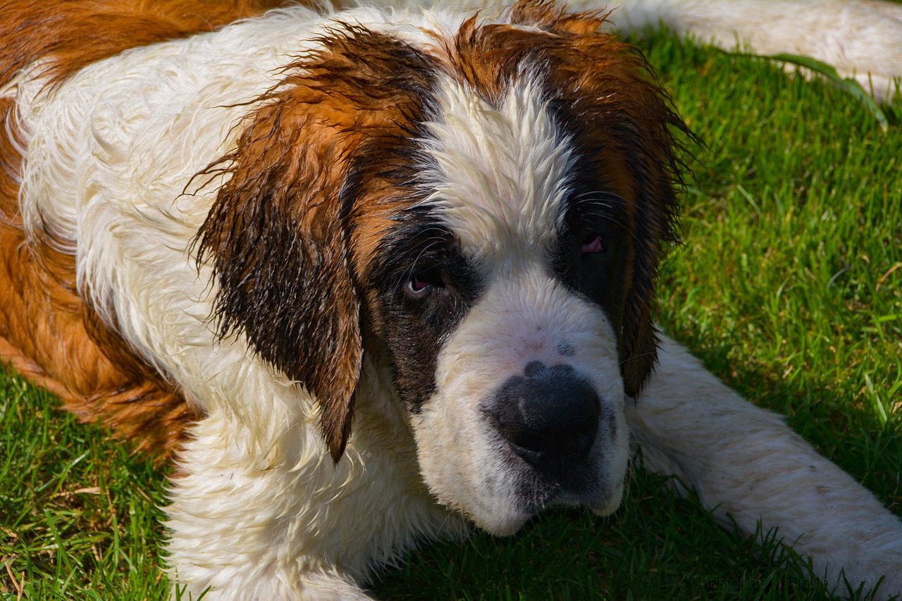 How to Pick a Breed or Dogs Compatible With Taurus People - Happy Mutt
