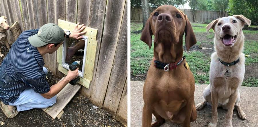 Dog Soulmates Always Want To Be Together - Happy Mutt