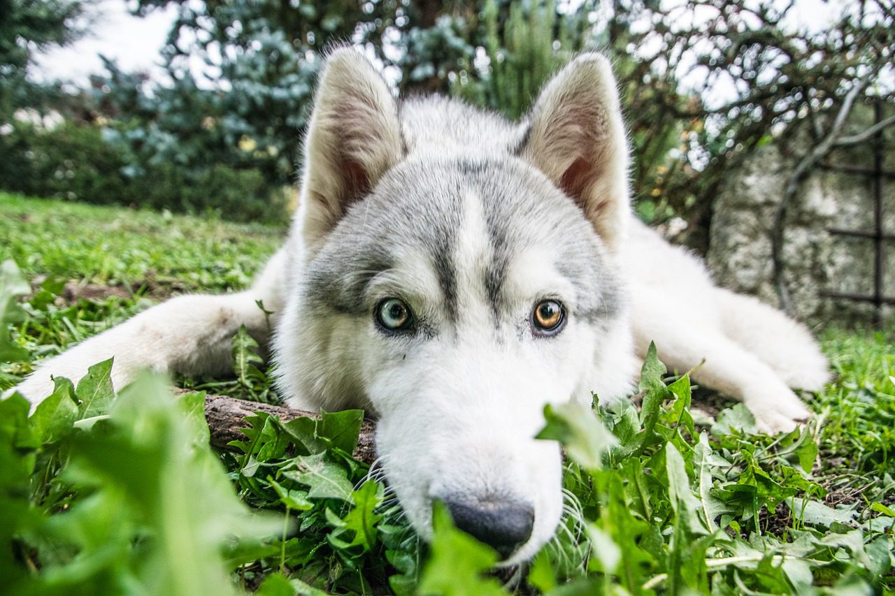 Husky Caught On Video Stealing A Loaf of Bread - Happy Mutt