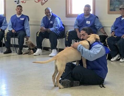 Working Dogs: Meet the Canines Who Have Jobs - Happy Mutt