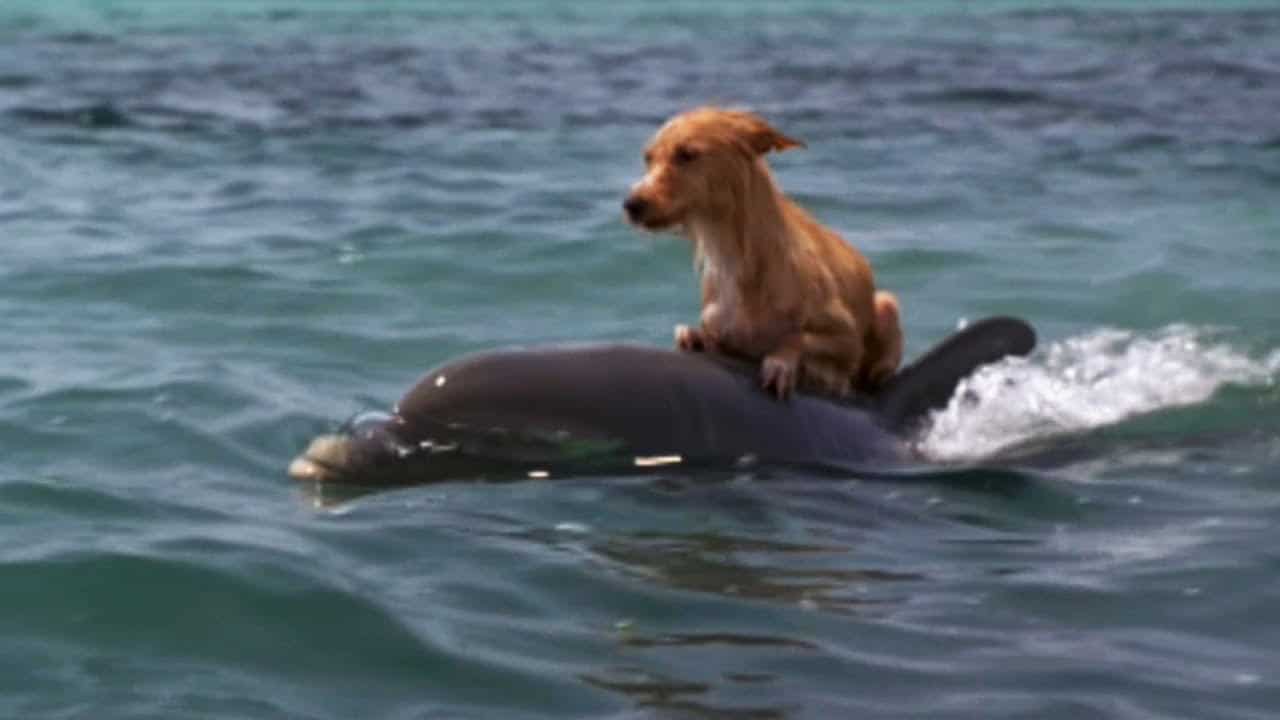Dog Saved By A Dolphin - Happy Mutt
