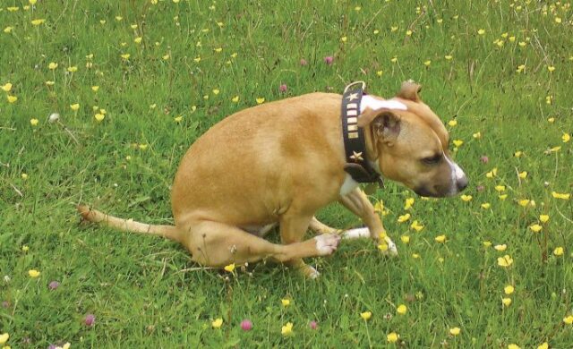 Dog Scooting and How to Prevent It - Happy Mutt