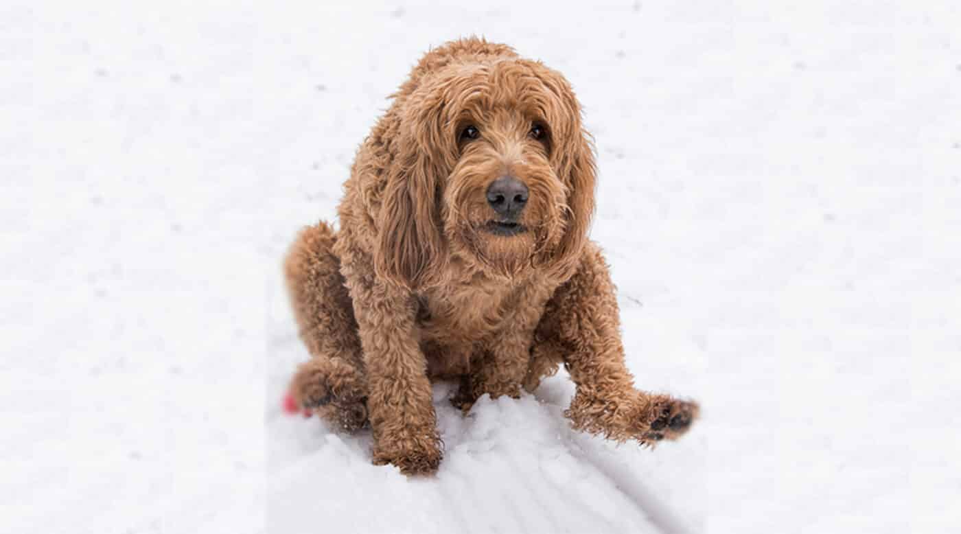 Dog Scooting and How to Prevent It - Happy Mutt