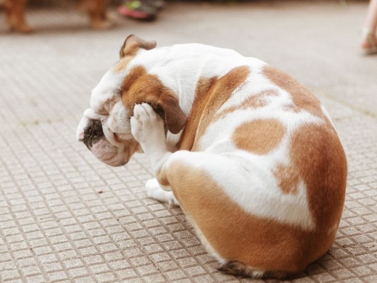 Flea Allergy Dermatitis in Dogs: Symptoms, Diagnosis, and Treatment ...