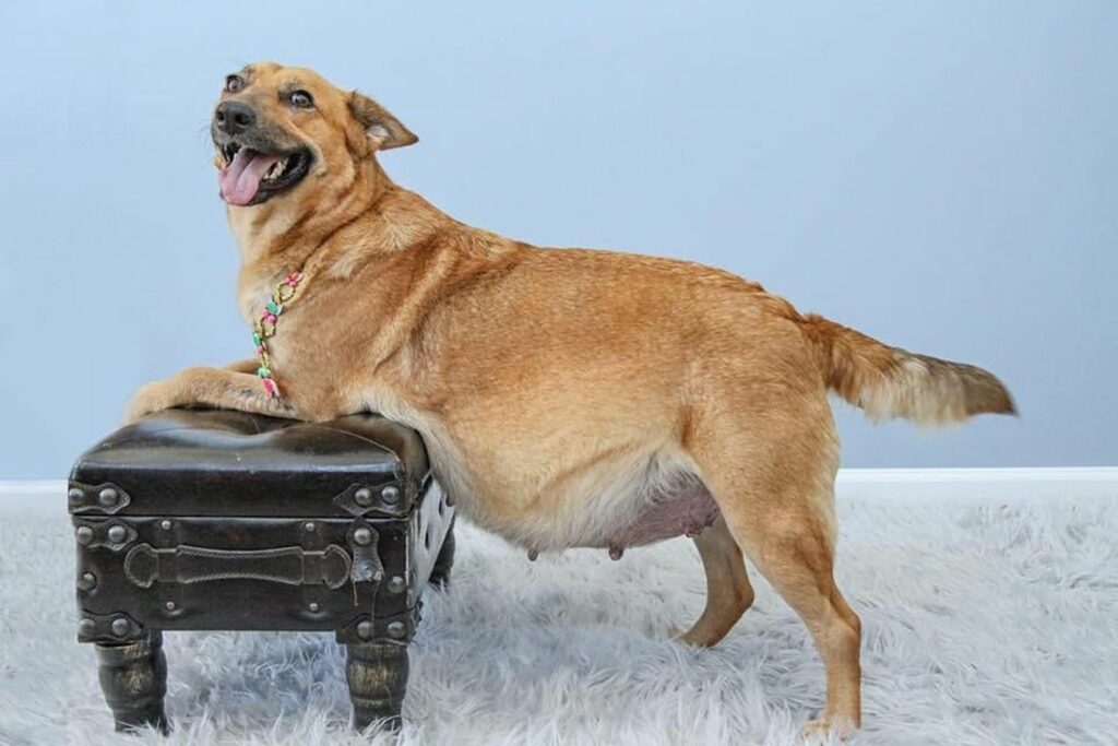 Nurturing New Life: A Guide to the Labor and Birth Process of Dogs ...