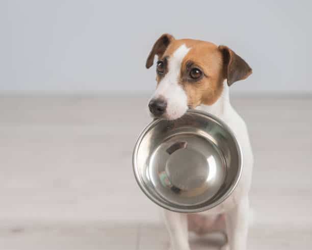 Why Is Your Dog Always Hungry? - Happy Mutt