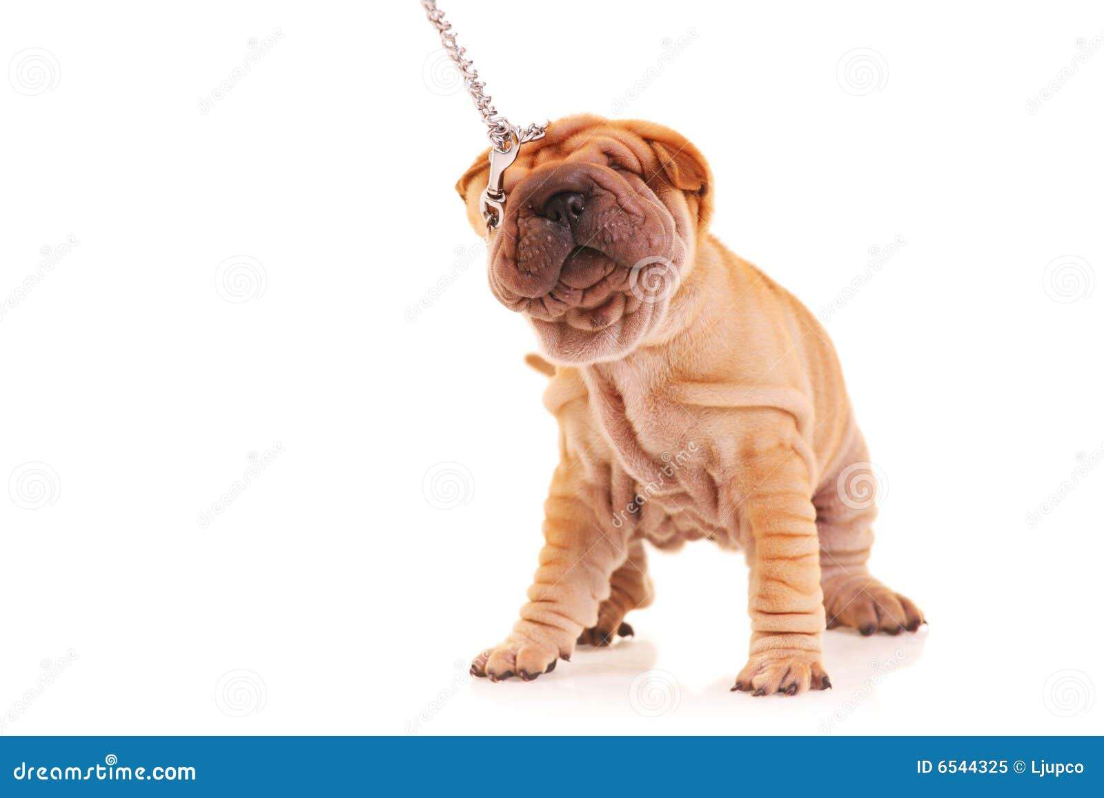When Your Dog Goes on Strike: Why Dogs Stop Walking and What to Do ...