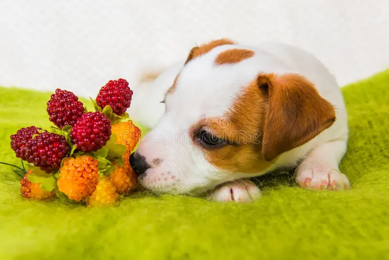Raspberries for Dogs: Benefits and Risks - Happy Mutt